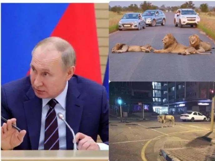 Russian President, Vladimir Putin Releases 800 Tigers And 500 Lions To ...